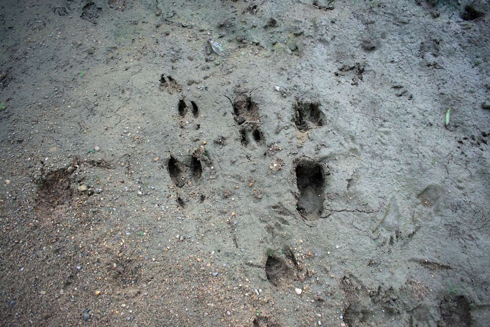 A Guide to Hunting Techniques for Beginners | ilearntohunt