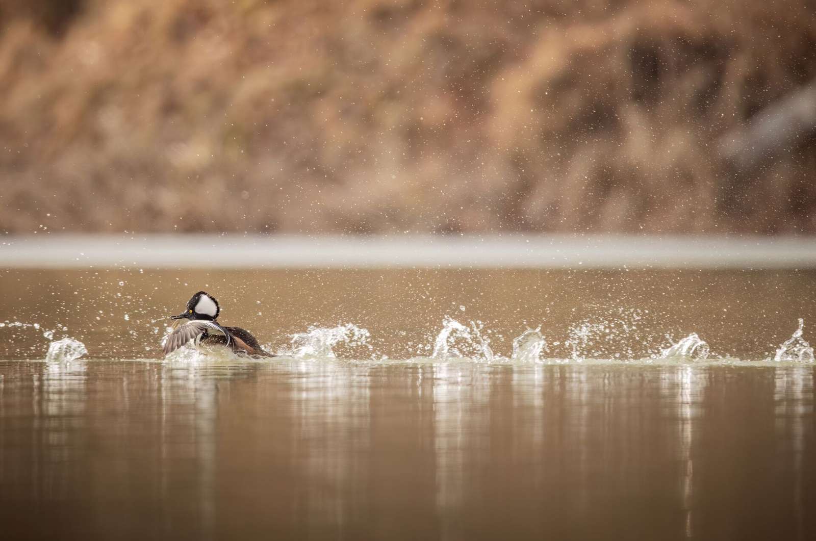 How much is a hunting license in California? | ilearntohunt