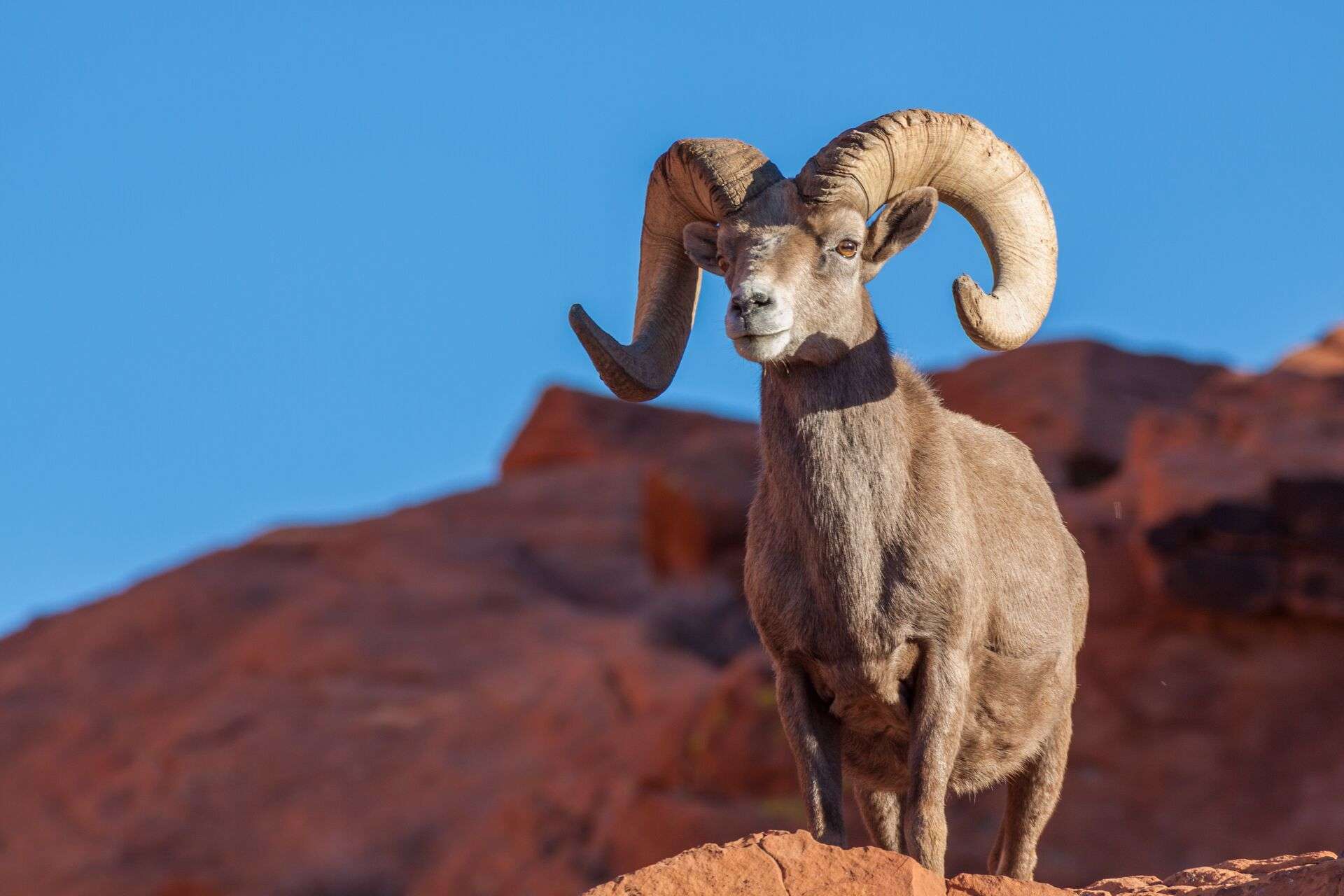 How much is a hunting license in California? | ilearntohunt