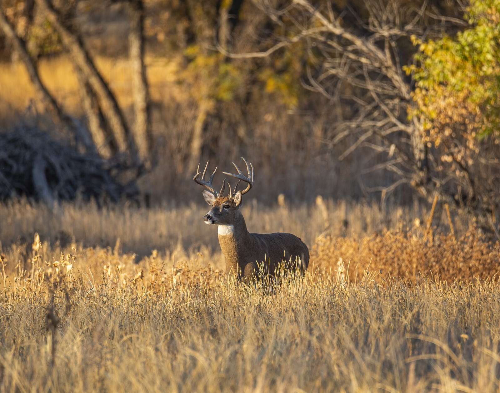 Is I Learn to Hunt a Legitimate Hunter Safety Course? | ilearntohunt