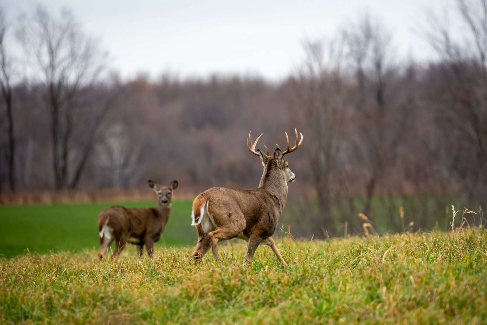 How to Get a Michigan Hunting License Online | ilearntohunt
