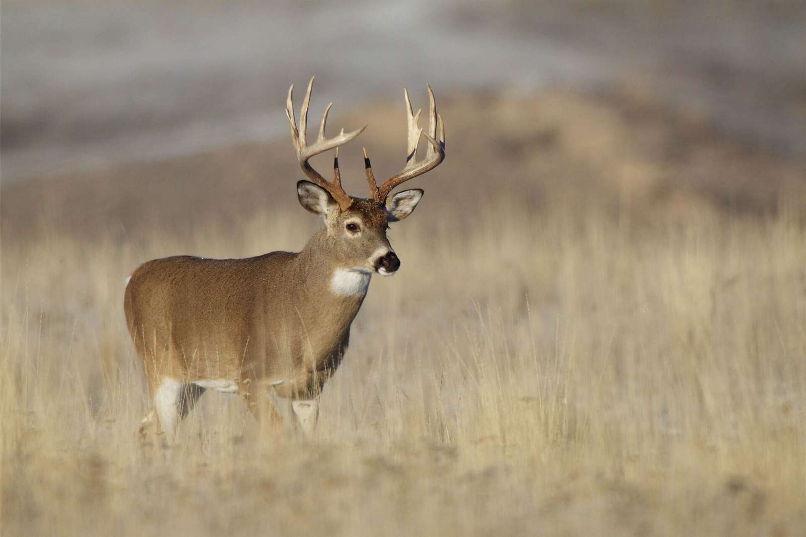 A Guide to Identifying the Parts of a Bow | ilearntohunt
