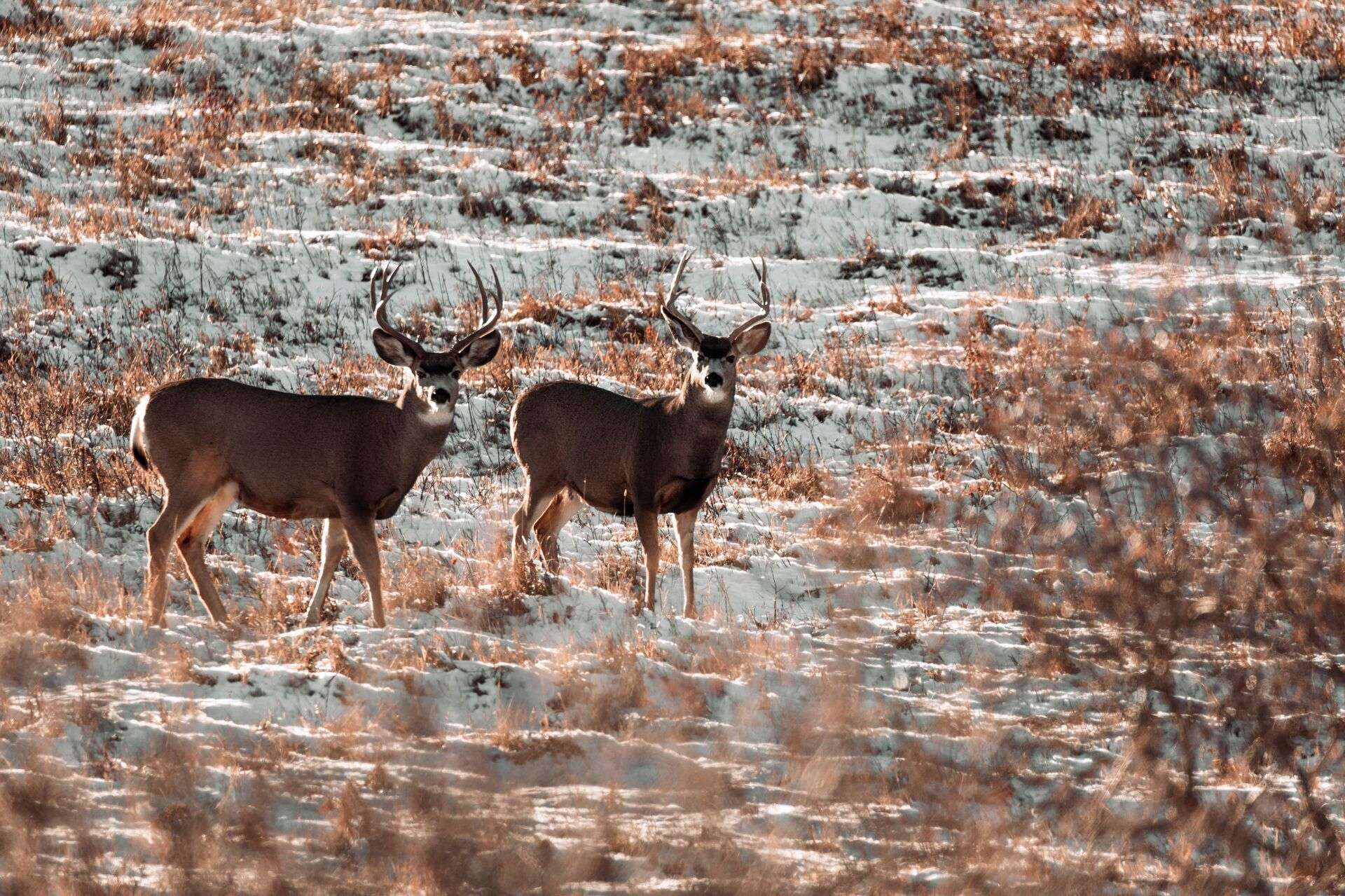 Animal Identification: Mule Deer vs Whitetail | ilearntohunt