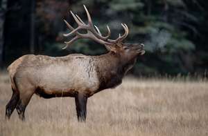 Animal Identification Guide: Elk vs Moose | ilearntohunt