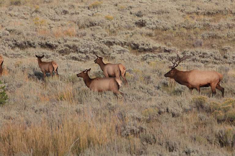 Animal Identification Guide: Elk vs Moose | ilearntohunt
