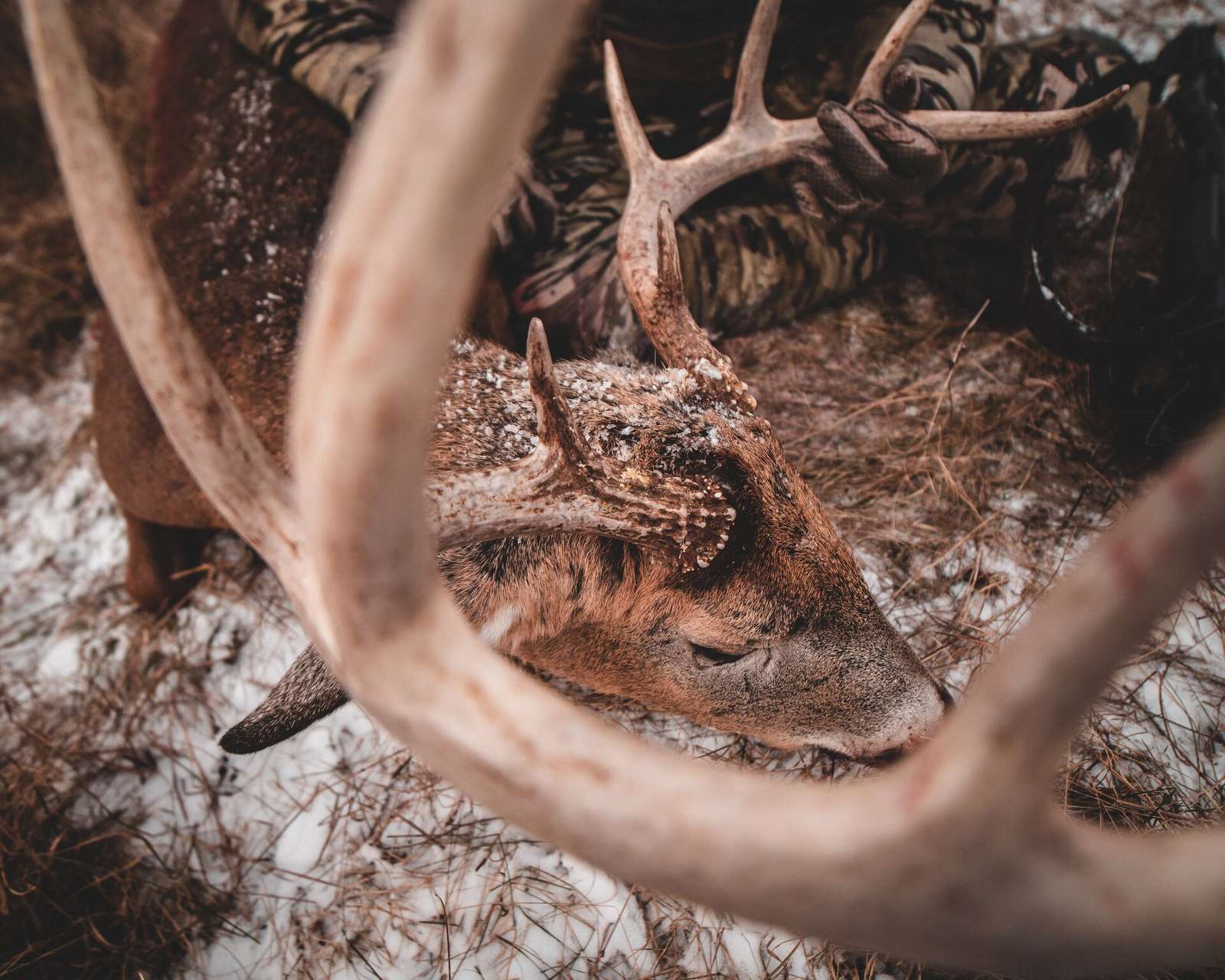 After the Shot: Dressing a Deer in the Field | ilearntohunt
