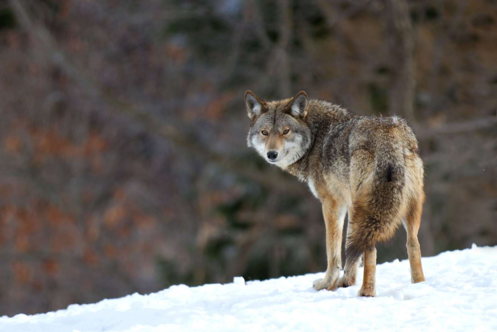 Understanding Coyote Trapping Basics | ilearntohunt