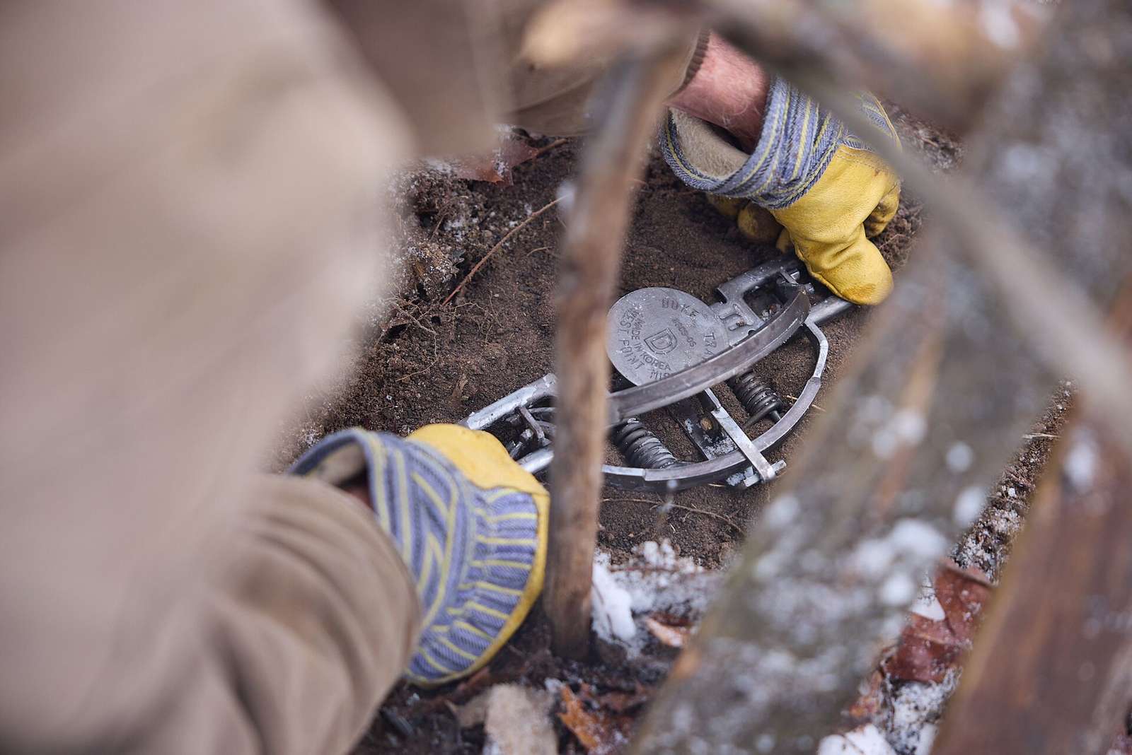 How to Trap Coyotes | ilearntohunt
