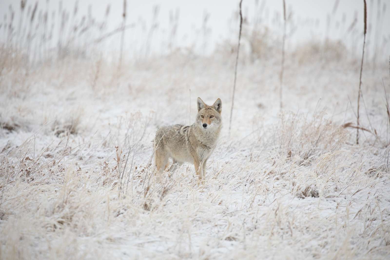 How to Trap Coyotes | ilearntohunt
