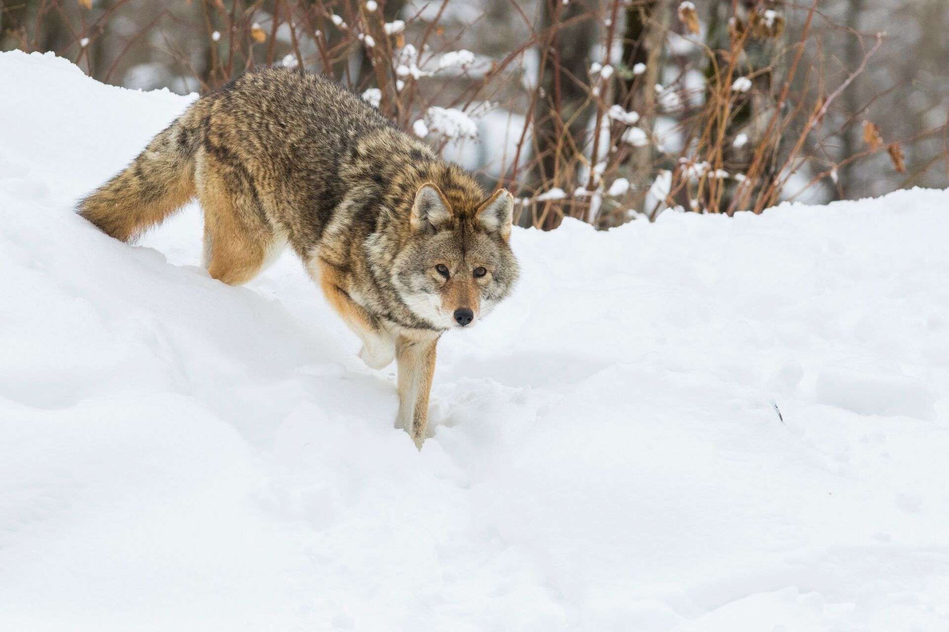 Top 11 Coyote Hunting Tips for Beginners | ilearntohunt