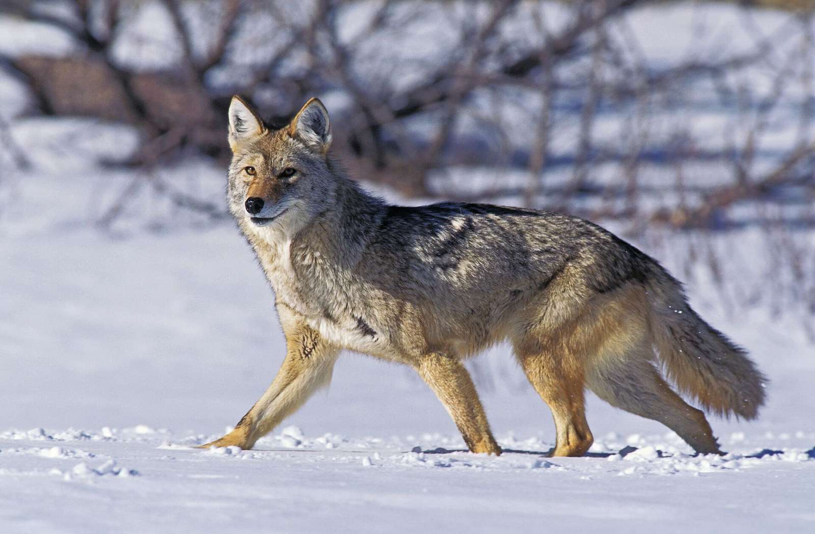 Top 11 Coyote Hunting Tips for Beginners | ilearntohunt