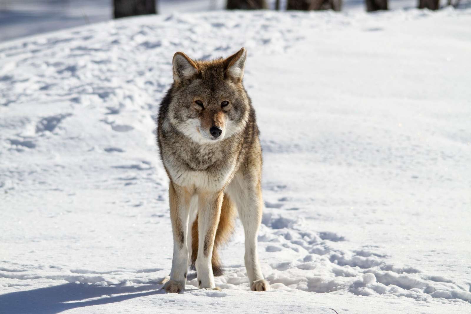 How to Use Coyote Hunting Decoys | ilearntohunt