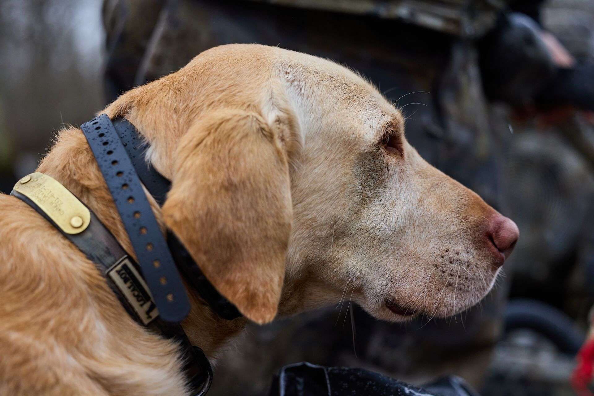 The Guide to Hog Hunting With Dogs | ilearntohunt