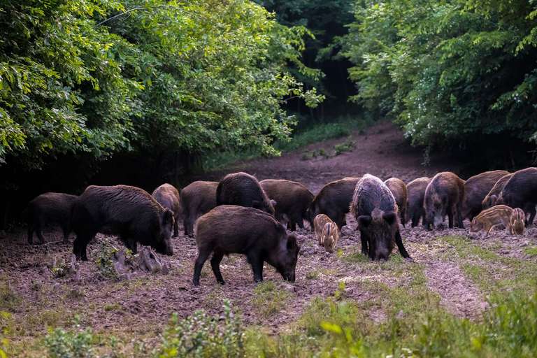 The Guide to Hog Hunting With Dogs | ilearntohunt