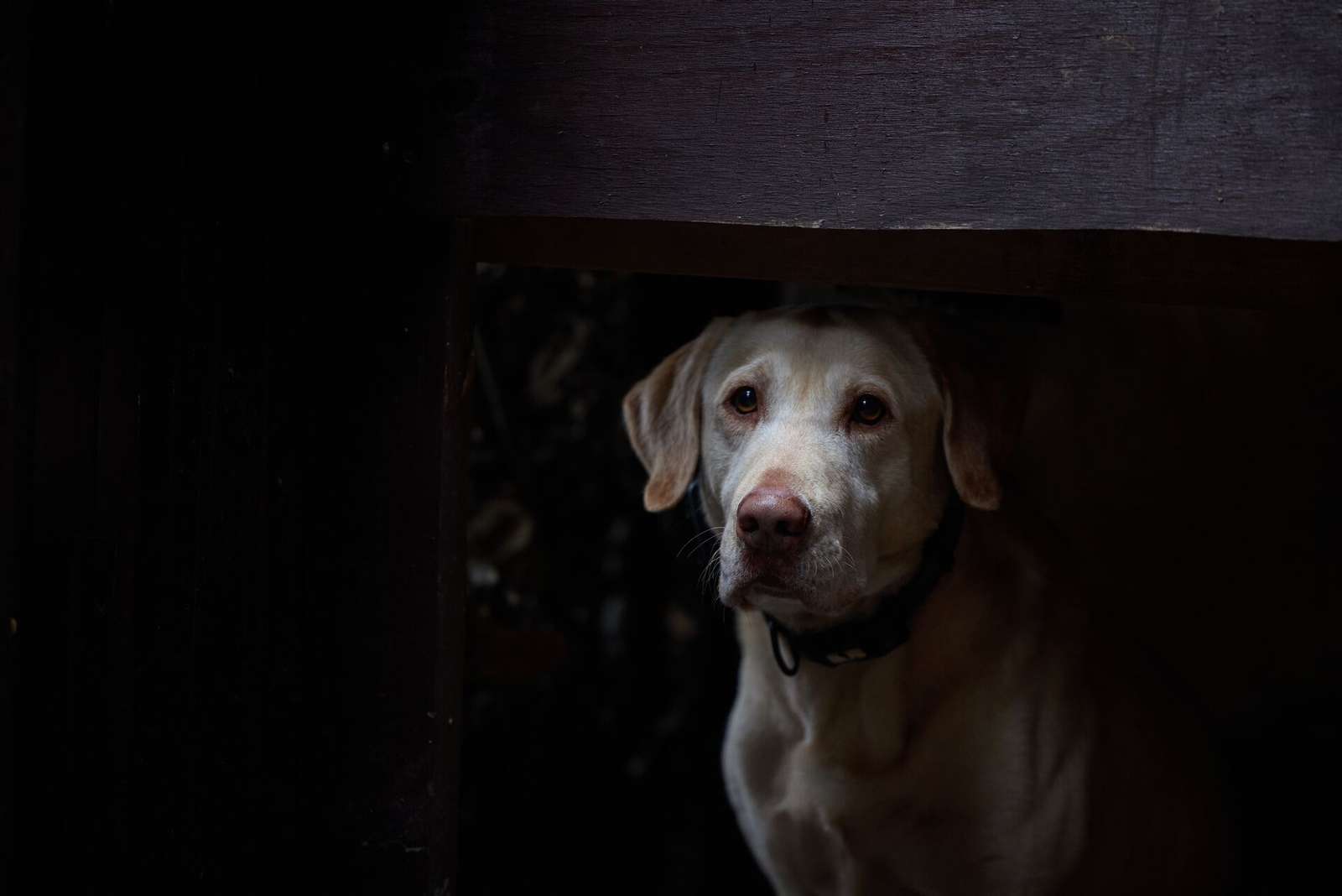 The Guide to Hog Hunting With Dogs | ilearntohunt