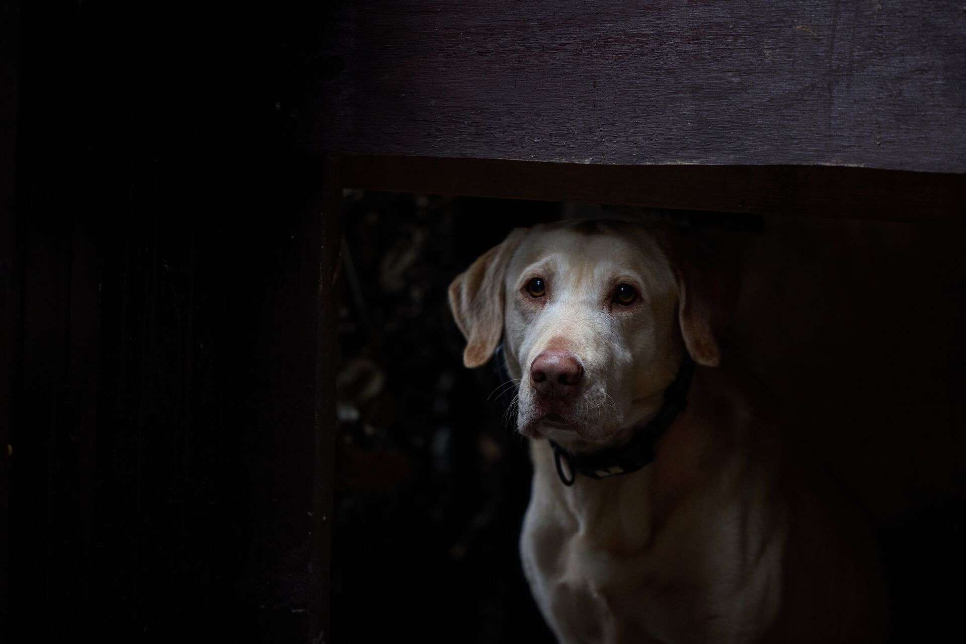 The Guide to Hog Hunting With Dogs | ilearntohunt