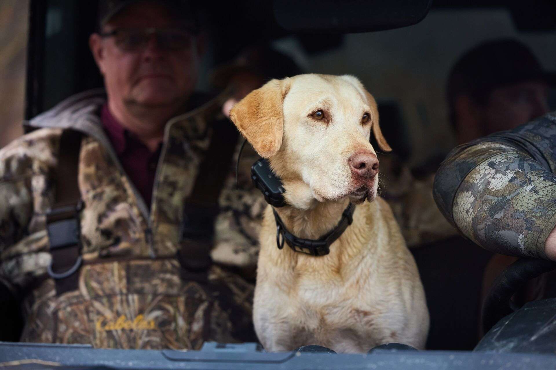 The Guide to Hog Hunting With Dogs | ilearntohunt