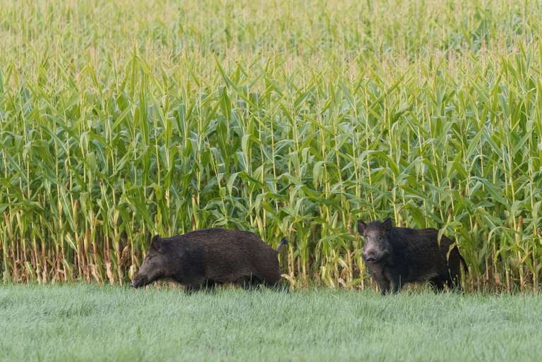The Guide to Hog Hunting With Dogs | ilearntohunt