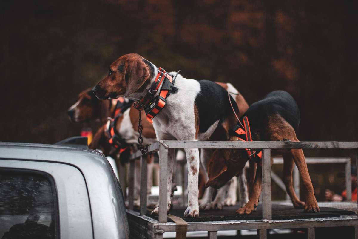 Guide to Hunting Rabbits With Beagles | ilearntohunt