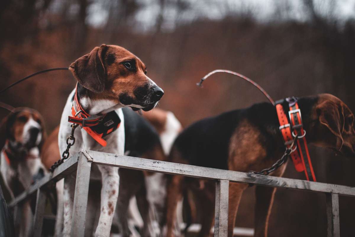 Guide to Hunting Rabbits With Beagles | ilearntohunt