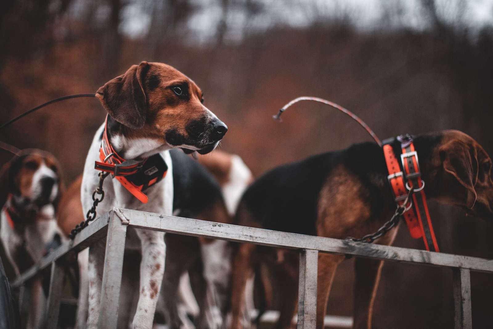Guide to Hunting Rabbits With Beagles | ilearntohunt