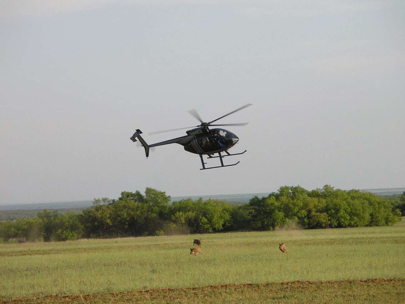 About Helicopter Hog Hunting: Should You Try It? | ilearntohunt