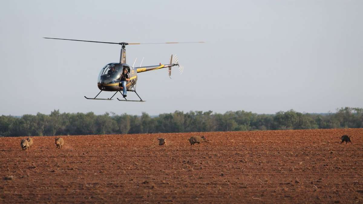 About Helicopter Hog Hunting: Should You Try It? | ilearntohunt