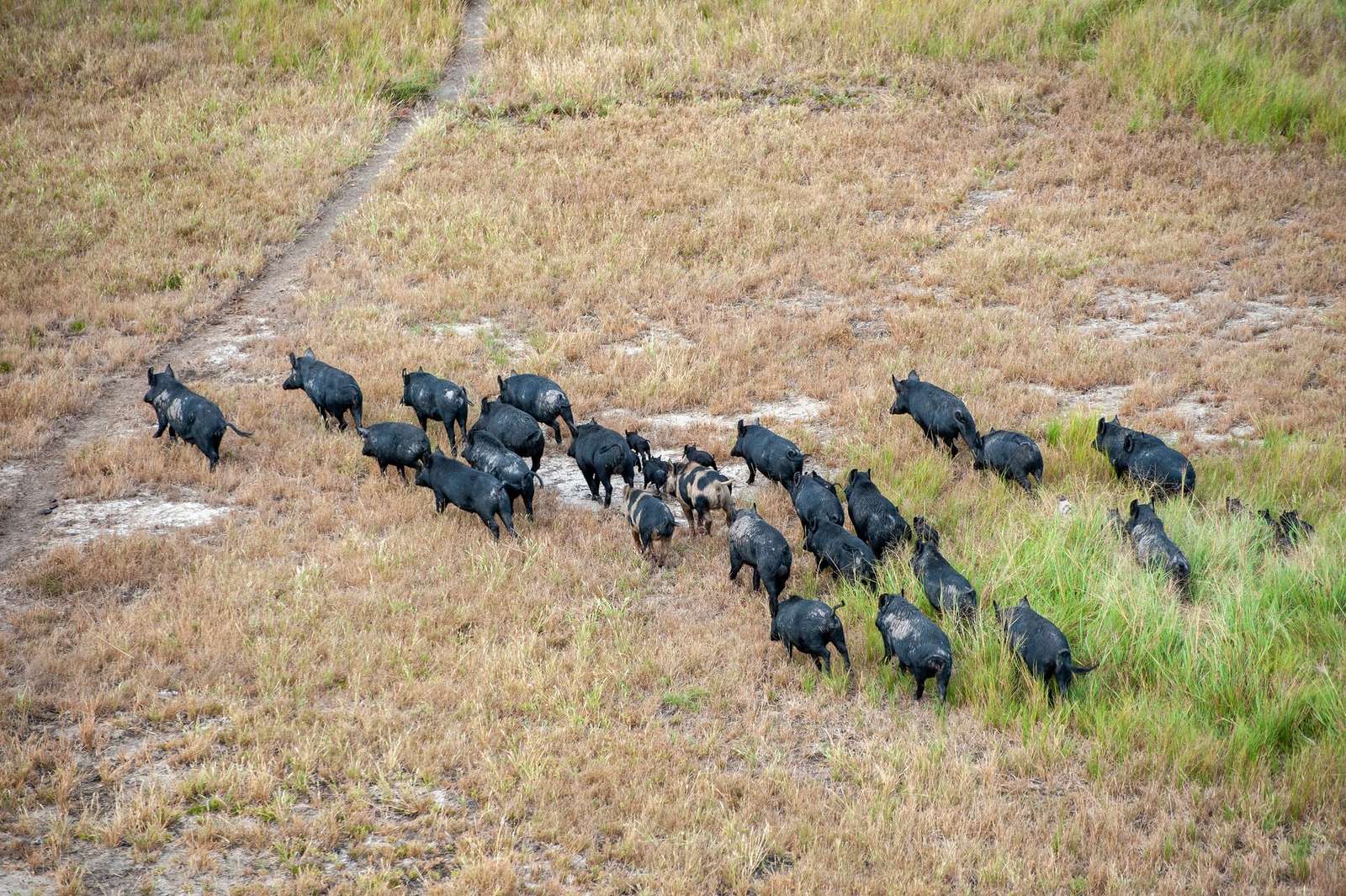 About Helicopter Hog Hunting: Should You Try It? | ilearntohunt