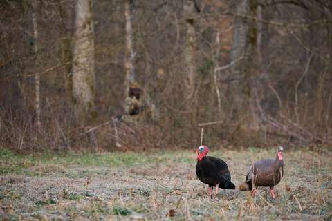 11 Spring Turkey Hunting Tips | ilearntohunt
