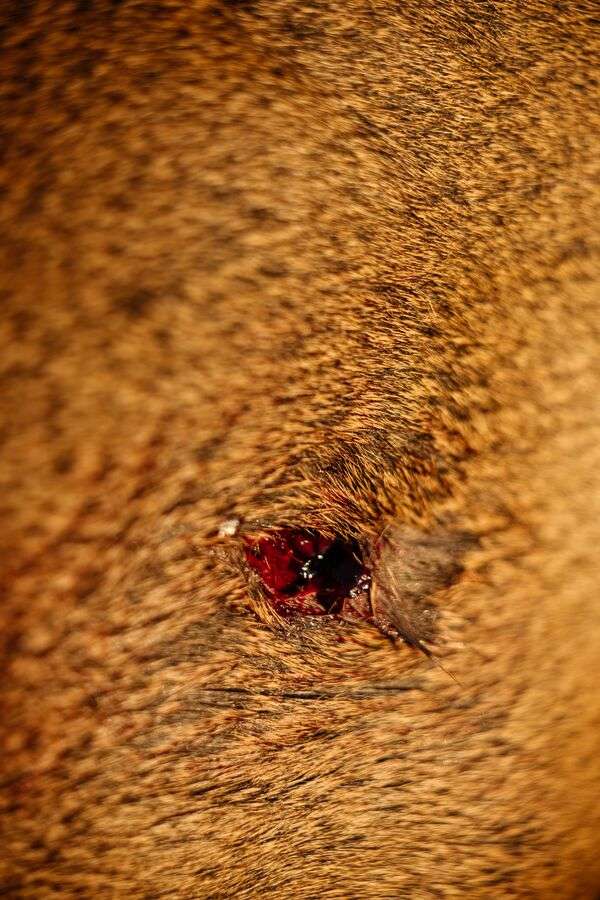 Shot Placement: Why a Broadside Shot is Best | ilearntohunt