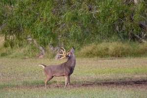 What to Know About Deer Body Language | ilearntohunt