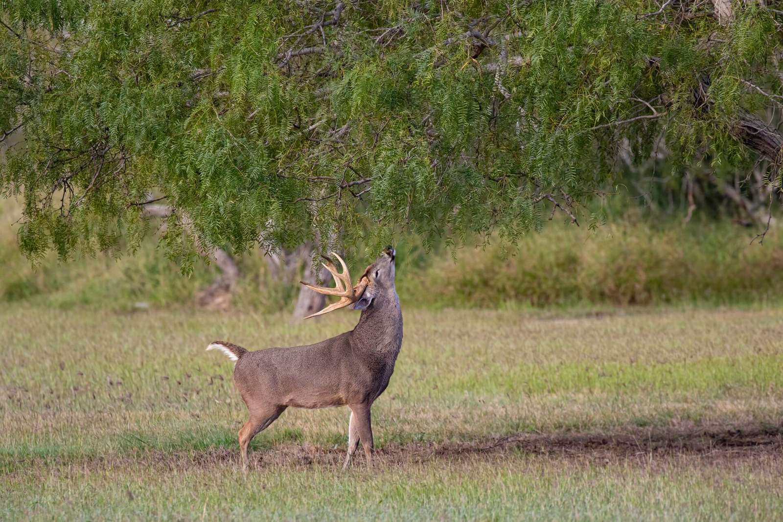 What to Know About Deer Body Language | ilearntohunt