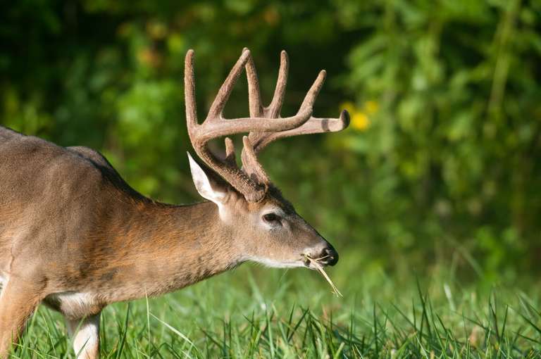 What to Know About Deer Body Language | ilearntohunt