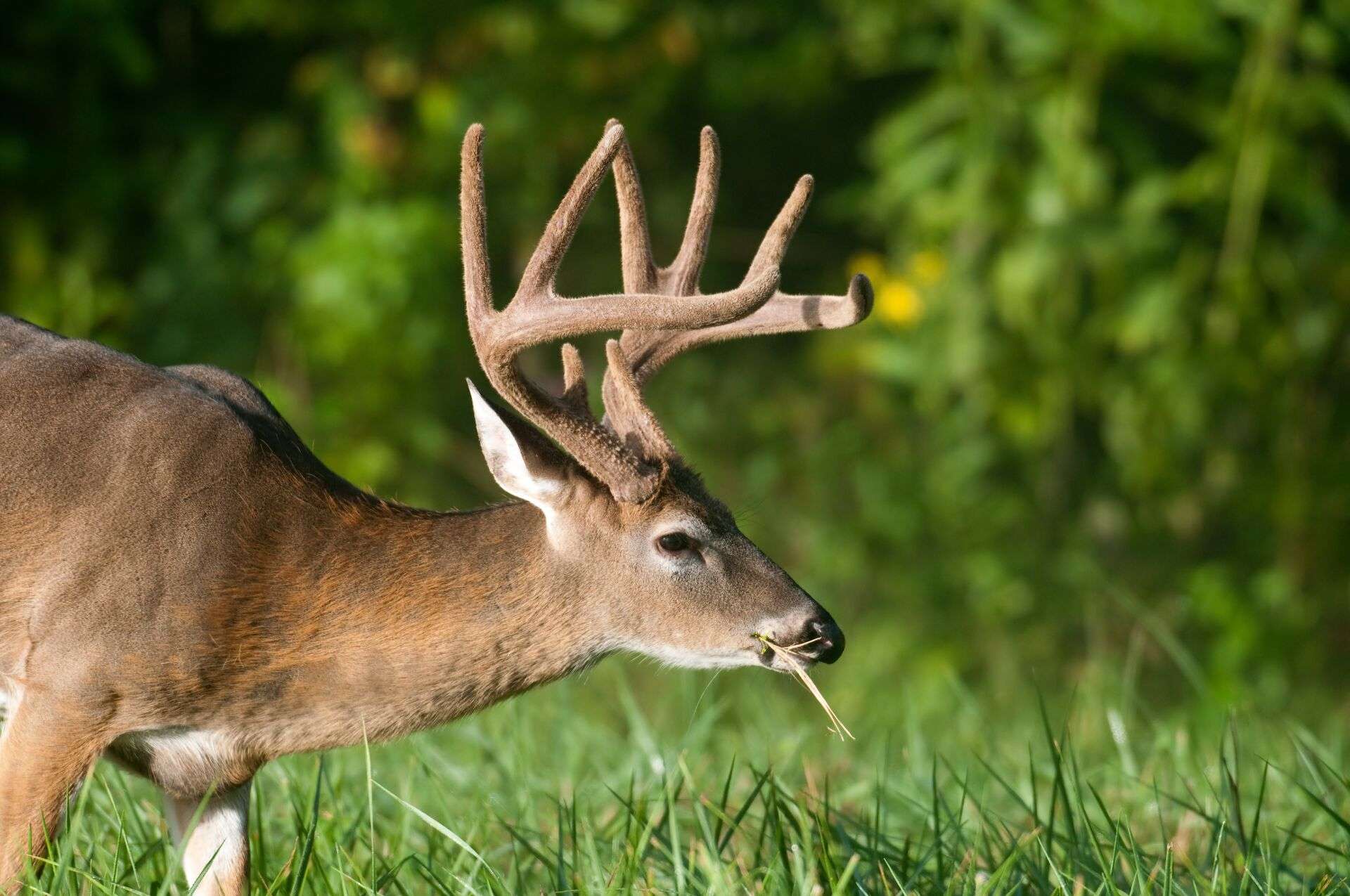 What to Know About Deer Body Language | ilearntohunt
