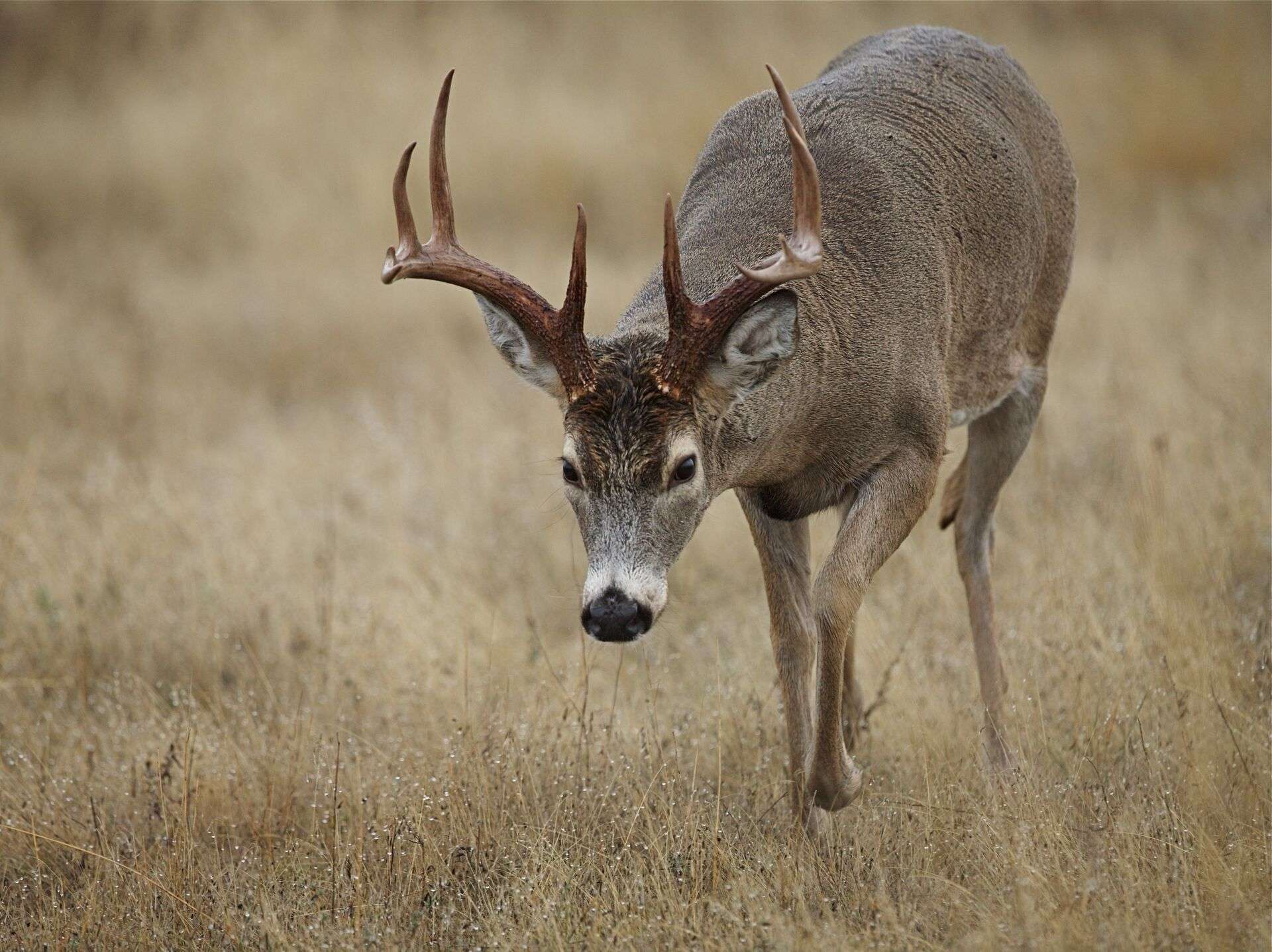 What to Know About Deer Body Language | ilearntohunt