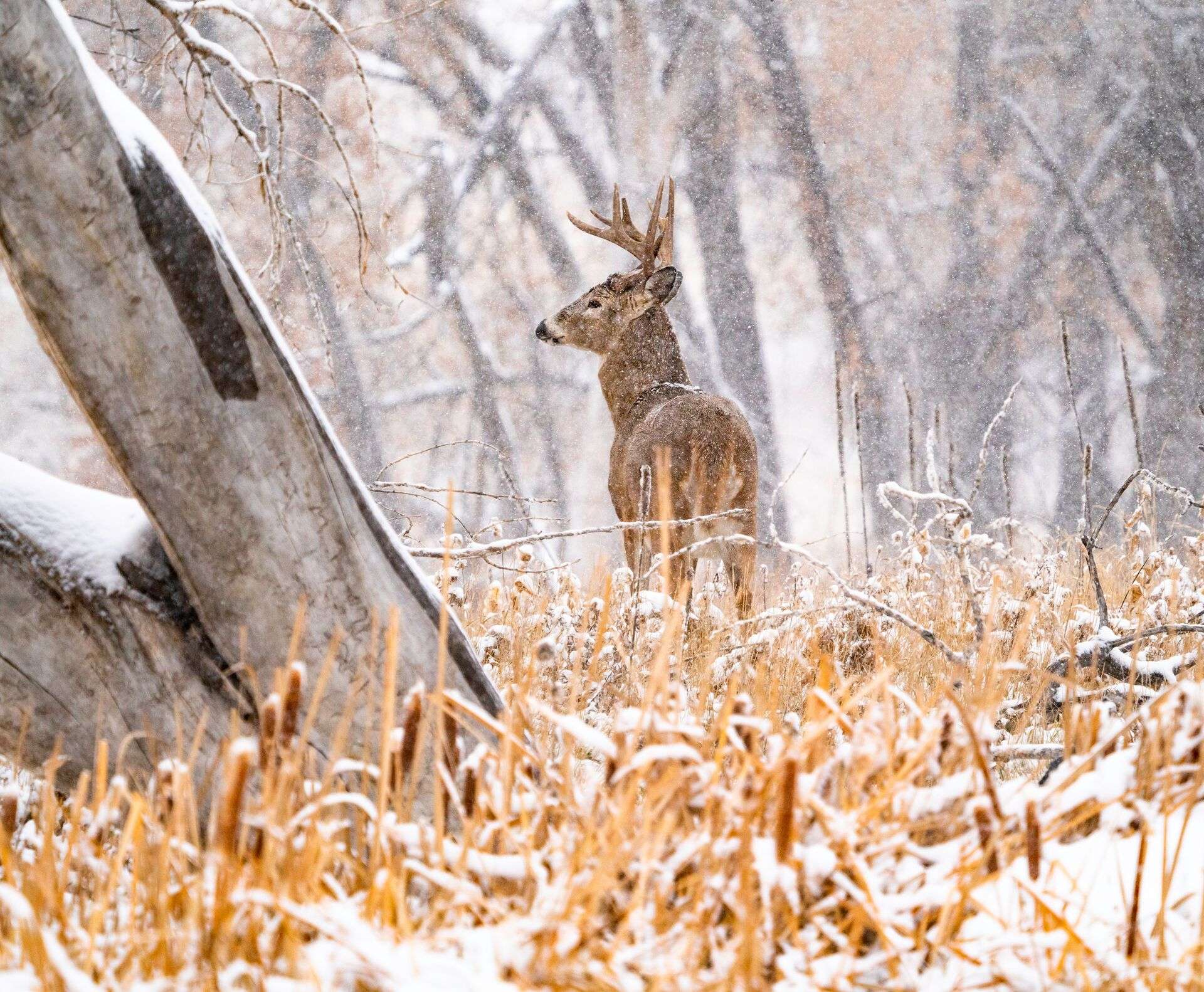 10 Deer Hunting Tips for Beginners | ilearntohunt