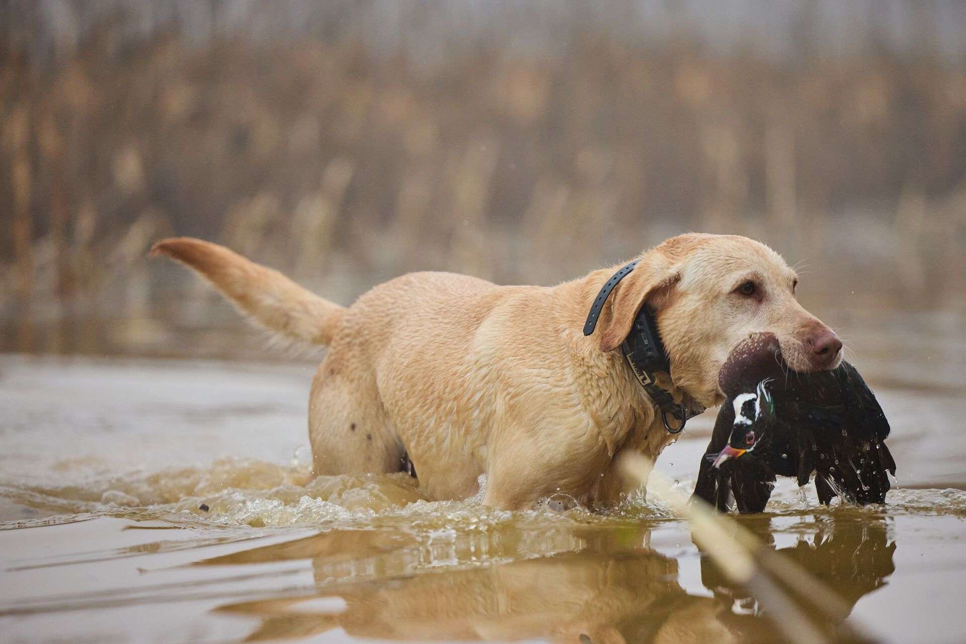 9 Duck Hunting Tips for New Hunters | ilearntohunt
