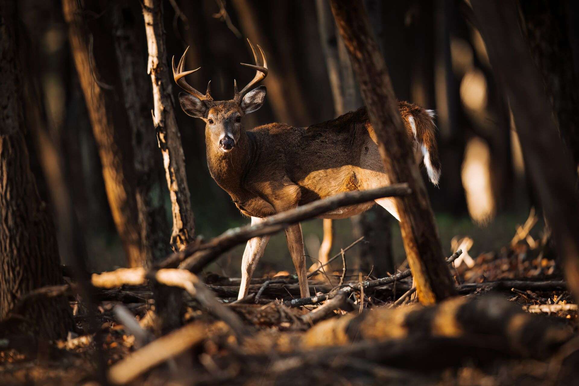 Understanding Hunting for Population Control | ilearntohunt